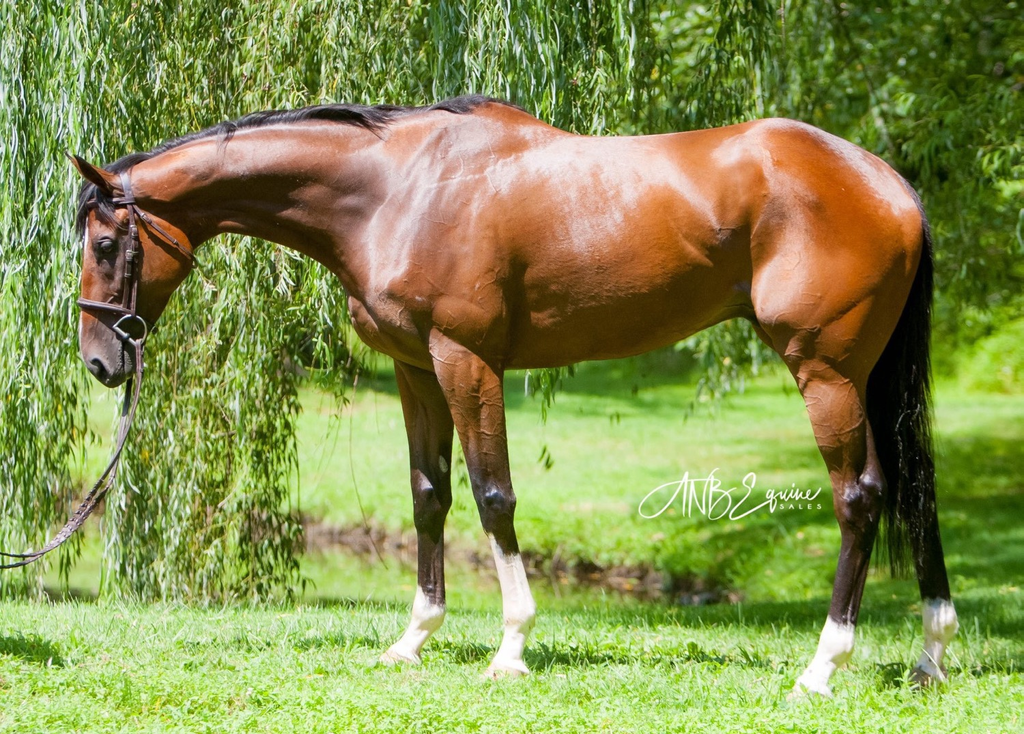 Available Horses | ANB Equine