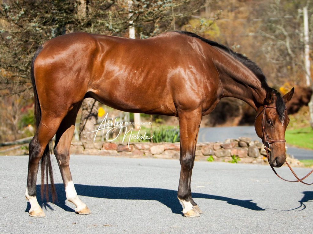 Available Horses | ANB Equine