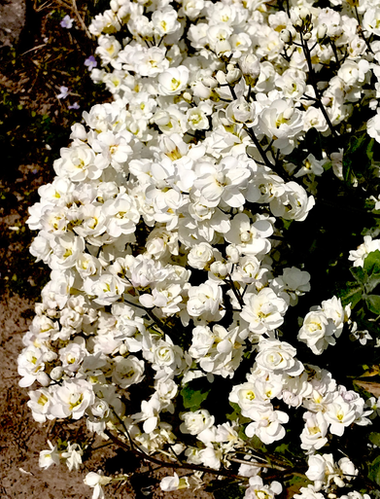 Арабис махровый кавказский Альба (Arabis caucasica Alba) купить с ...