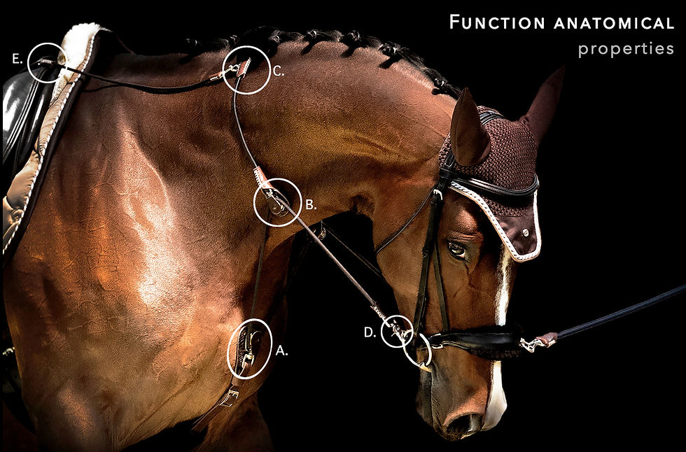 HOW DOES IT WORK?Key elements of the EquiBalance® Training Rein