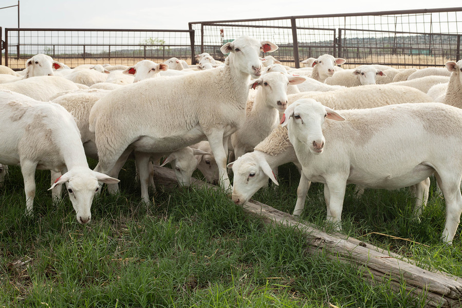 Royal White Ewes | Hodges Livestock