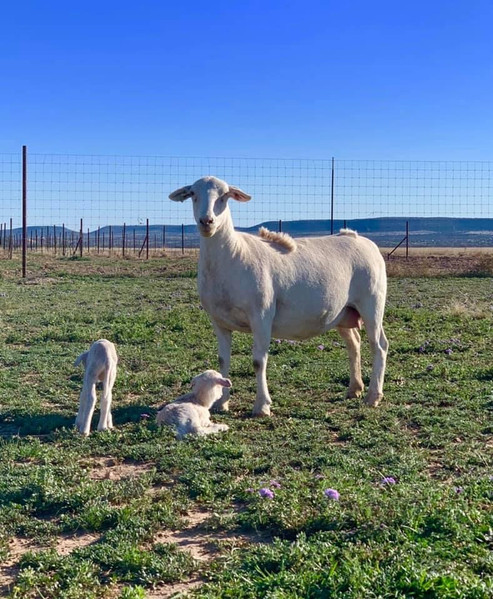 Royal White Ewes | Hodges Livestock