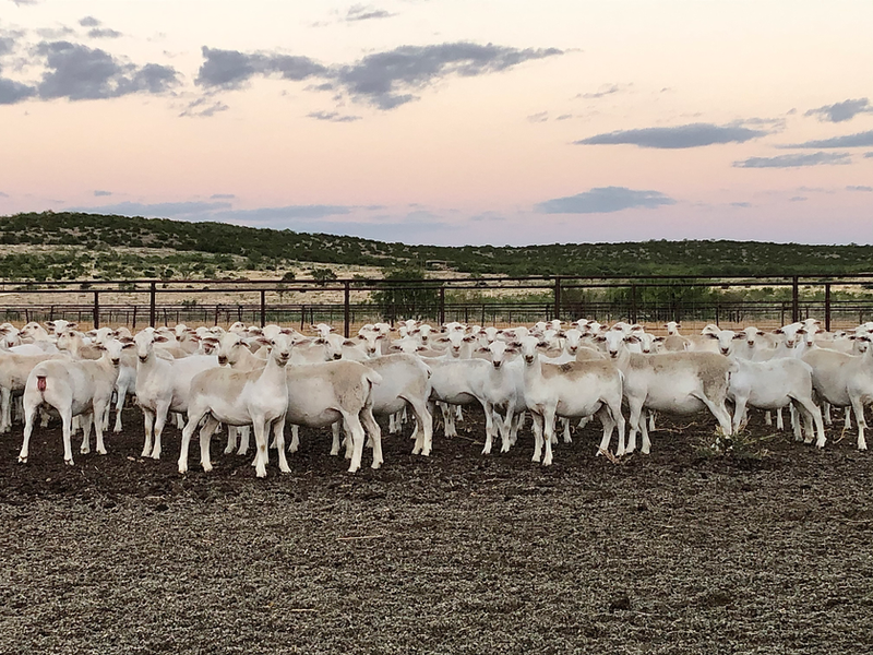 Royal White Ewes | Hodges Livestock