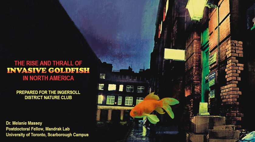 The Rise and Thrall of Invasive Goldfish in North America...