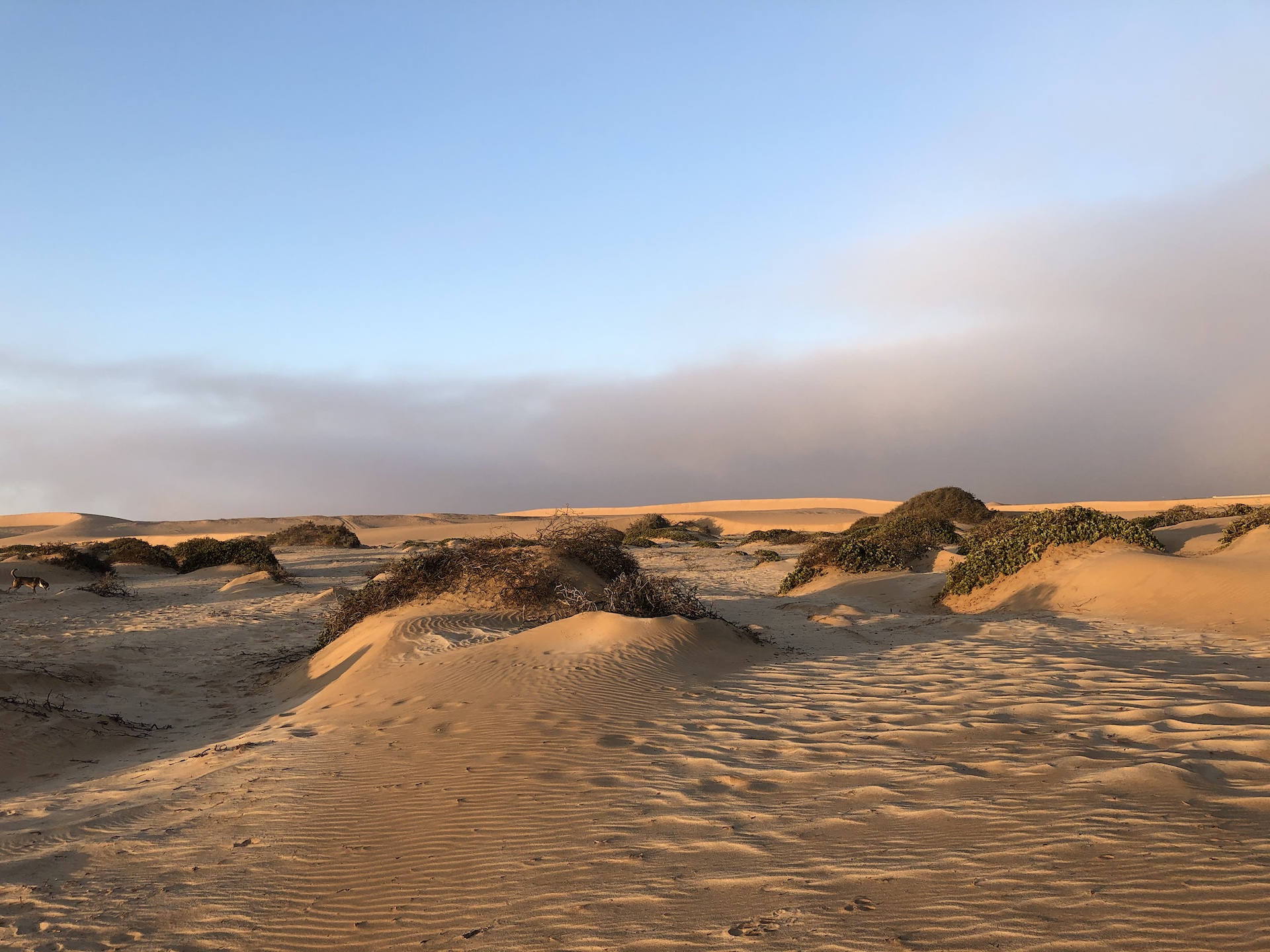 Namibia's Fog Desert