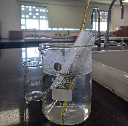 Mitosis in Onion Root Tips | Science Experiment