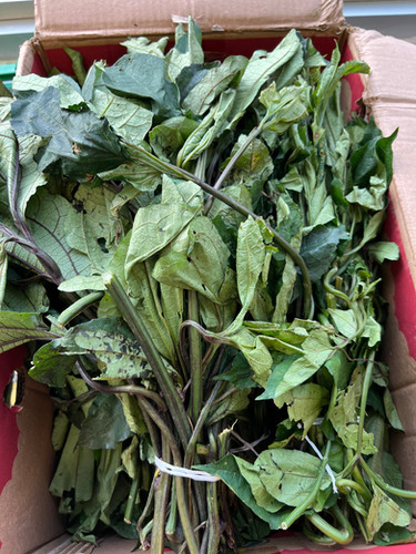 Fresh ugu leaves | Best Afro Foods