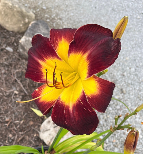 Hemerocallis 'Persian Ruby' Daylily | Plumline