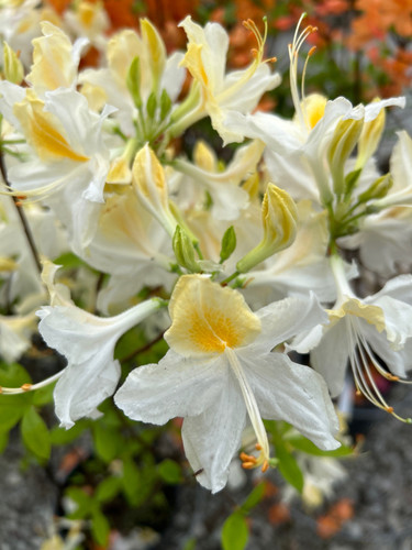 Azalea ‘Northern Hi-Lights’ - Northern Hi-Lights Deciduous Azalea ...