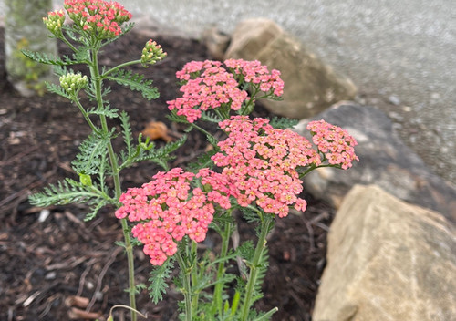 Achillea Tutti Frutti 'Apricot Delight' - Apricot Delight Yarrow | Plumline