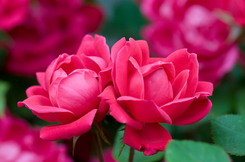 Rosa 'Radtko' STD - (Red) Double Knock Out® Rose Standard | Plumline