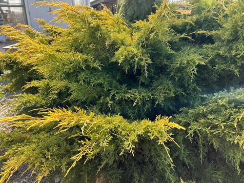 Juniperus x pfitzeriana 'Saybrook Gold' - Saybrook Gold Juniper | Plumline