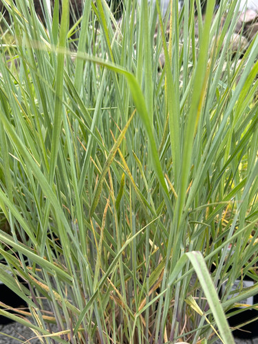 Panicum virgatum 'Heavy Metal' - Heavy Metal Blue Switch Grass | Plumline