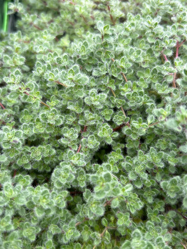 Thymus pseudolanuginosus - Woolly Thyme | Plumline