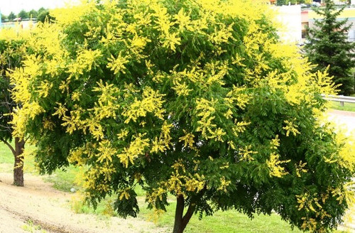 Koelreuteria paniculata - Golden Raintree | Plumline