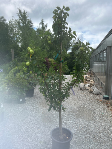 Malus domestica 'Golden Sentinel' - Columnar (Dwarf) Apple | Plumline