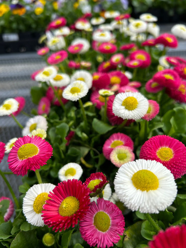 Bellis perennis Galaxy - English Daisy Galaxy Mix | Plumline