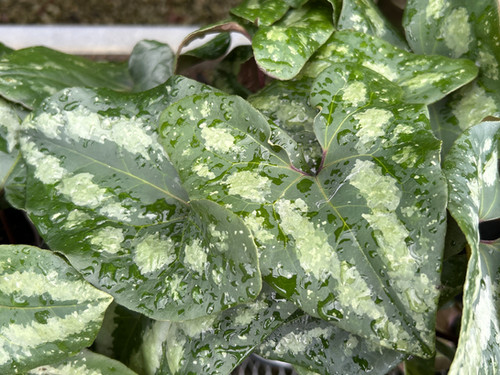 Asarum splendens - Chinese Wild Ginger | Plumline