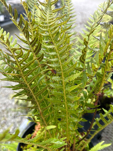 Fern - Thelypteris decursive-pinnata - Japanese Beech Fern | Plumline