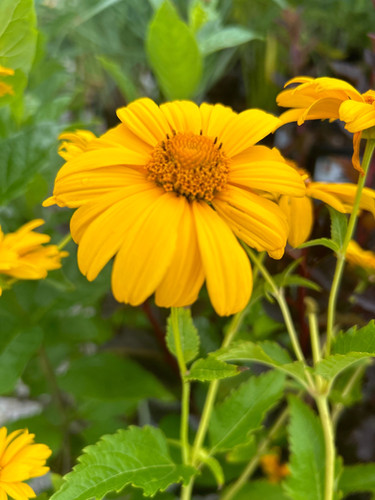 Heliopsis h. 'Summer Sun' - Summer Sun False Sunflower | Plumline
