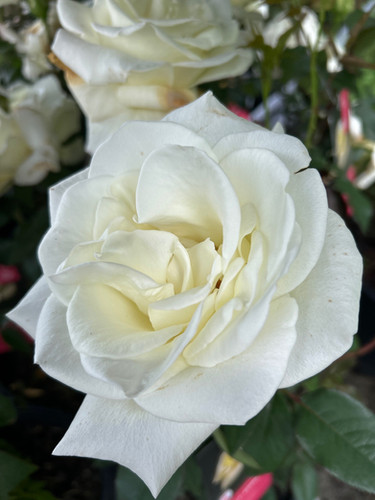 Rosa 'John F. Kennedy' - John F. Kennedy Rose | Plumline
