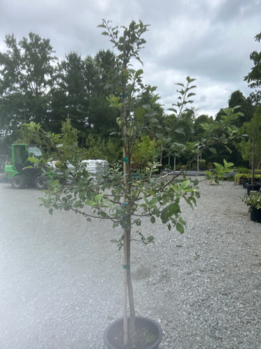 Malus domestica 'Fuji Apple' - Apple (Semi-Dwarf) | Plumline