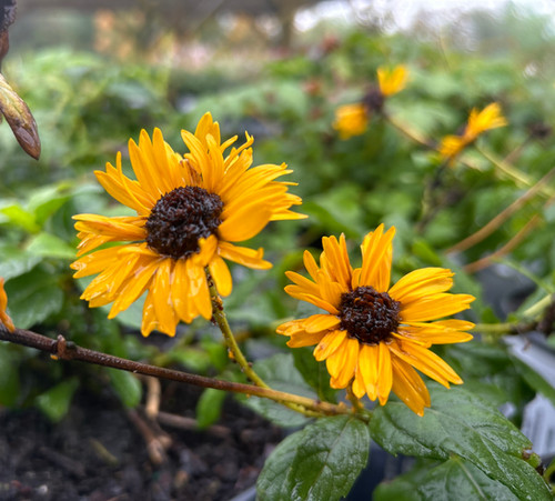 Heliopsis 'Tuscan Sun' - False Sunflower | Plumline