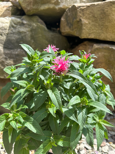 Balmy Pink Bee Balm - Monarda d. Balmy™ Pink | Plumline