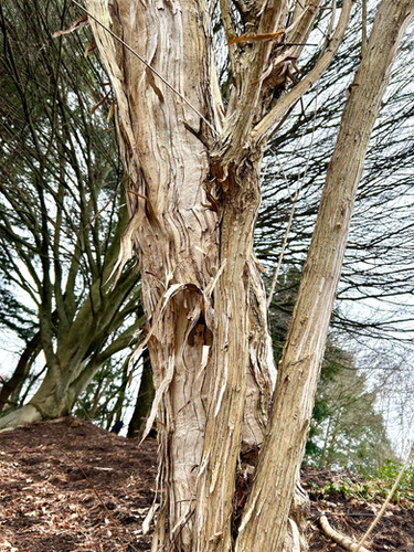 Heptacodium miconioides 'Temple of Bloom' - Temple of Bloom Seven Sons ...