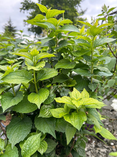 Philadelphus illuminati 'Tower' - Illuminati Tower (PW) Mock Orange ...