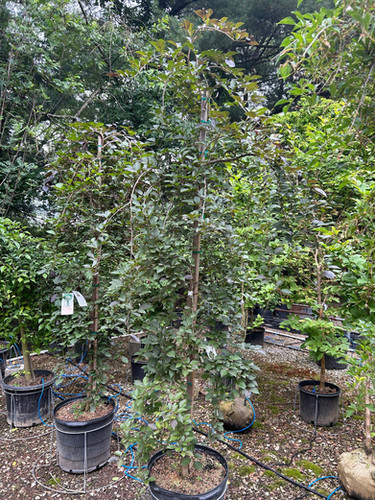 Styrax japonicus 'Nightfall' - Nightfall® Weeping Japanese Snowbell ...