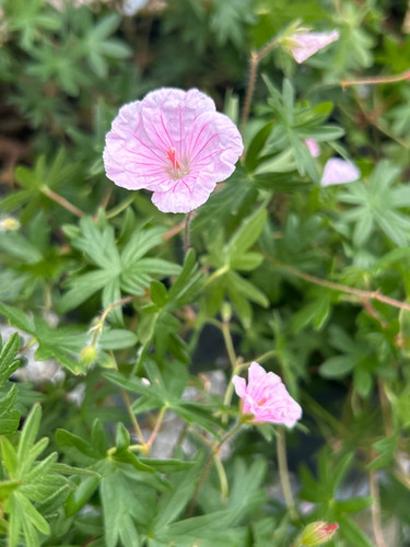 Geranium 'Lancastriense' | Plumline