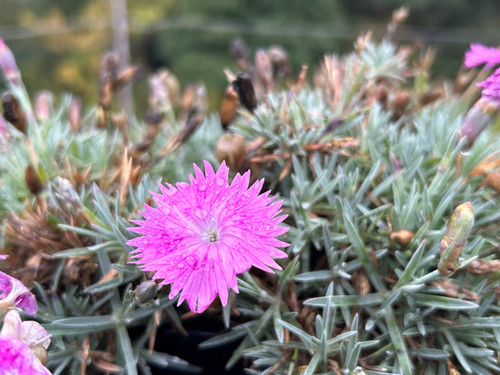 Dianthus 'Watermelon Ice' - Watermelon Ice Everbloom Dianthus | Plumline