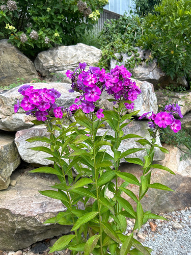 Phlox panniculata 'Laura' - Laura Garden Phlox | Plumline