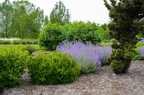 Buxus microphylla 'Little Missy' - Little Missy Boxwood | Plumline