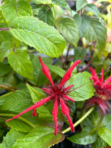 Monarda 'Fireball' - Fireball Bee Balm | Plumline