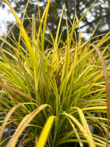 Carex elata 'Aurea' - Bowles Golden Sedge | Plumline