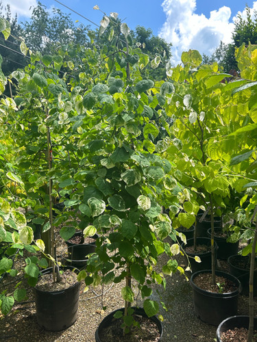 Cercis canadensis 'NC2007-8' - Whitewater Weeping Redbud | Plumline