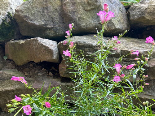 Penstemon 'Red Rocks' - Red Rocks Beardtongue | Plumline