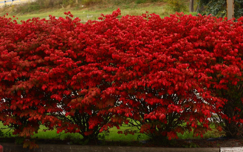 Euonymus alatus 'Compacta' - Burning Bush - PA Noxious weed | Plumline