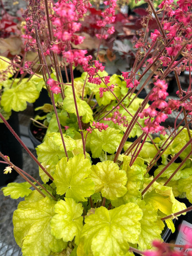 Heuchera 'Timeless Glow' Coral Bells | Plumline