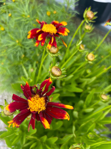 Coreopsis 'UpTick Red' - UpTick Red Tickseed | Plumline