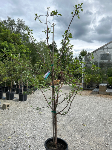 Stanley European Plum / Prune (Semi-Dwarf) | Plumline
