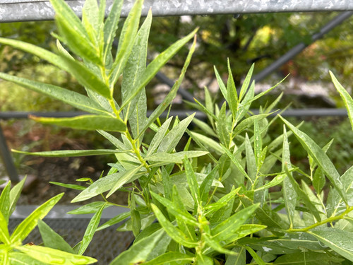 Amsonia 'Blue Ice’ - Blue Star | Plumline