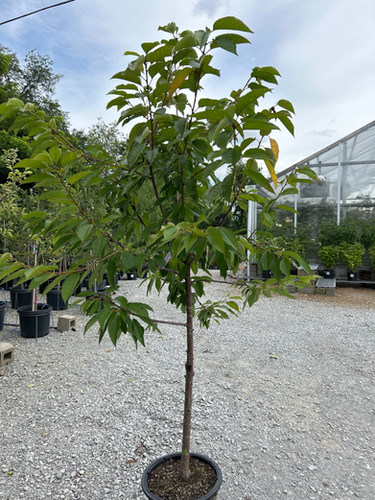 Prunus avium 'Lapins' - Lapins Cherry Tree | Plumline