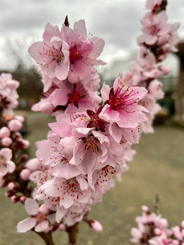 Bonfire Patio Peach - Prunus persica 'Bonfire' | Plumline