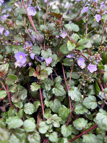 Veronica 'Waterperry Blue - Waterperry Blue Speedwell | Plumline