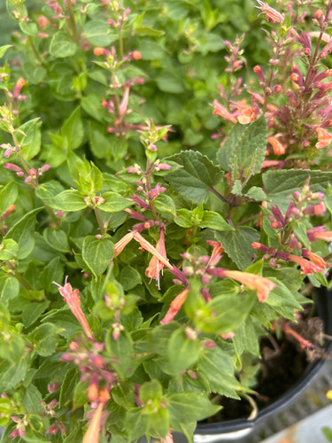 Agastache x aurantiaca 'Tango' - Tango Hyssop - Hummingbird Mint | Plumline