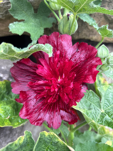 Alcea 'Spring Celebrities Crimson' - Spring Celebrities Crimson ...