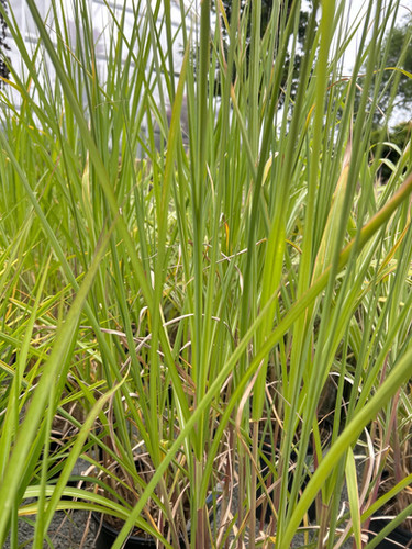 Miscanthus x 'Giganteus' - Giant Maiden Grass | Plumline